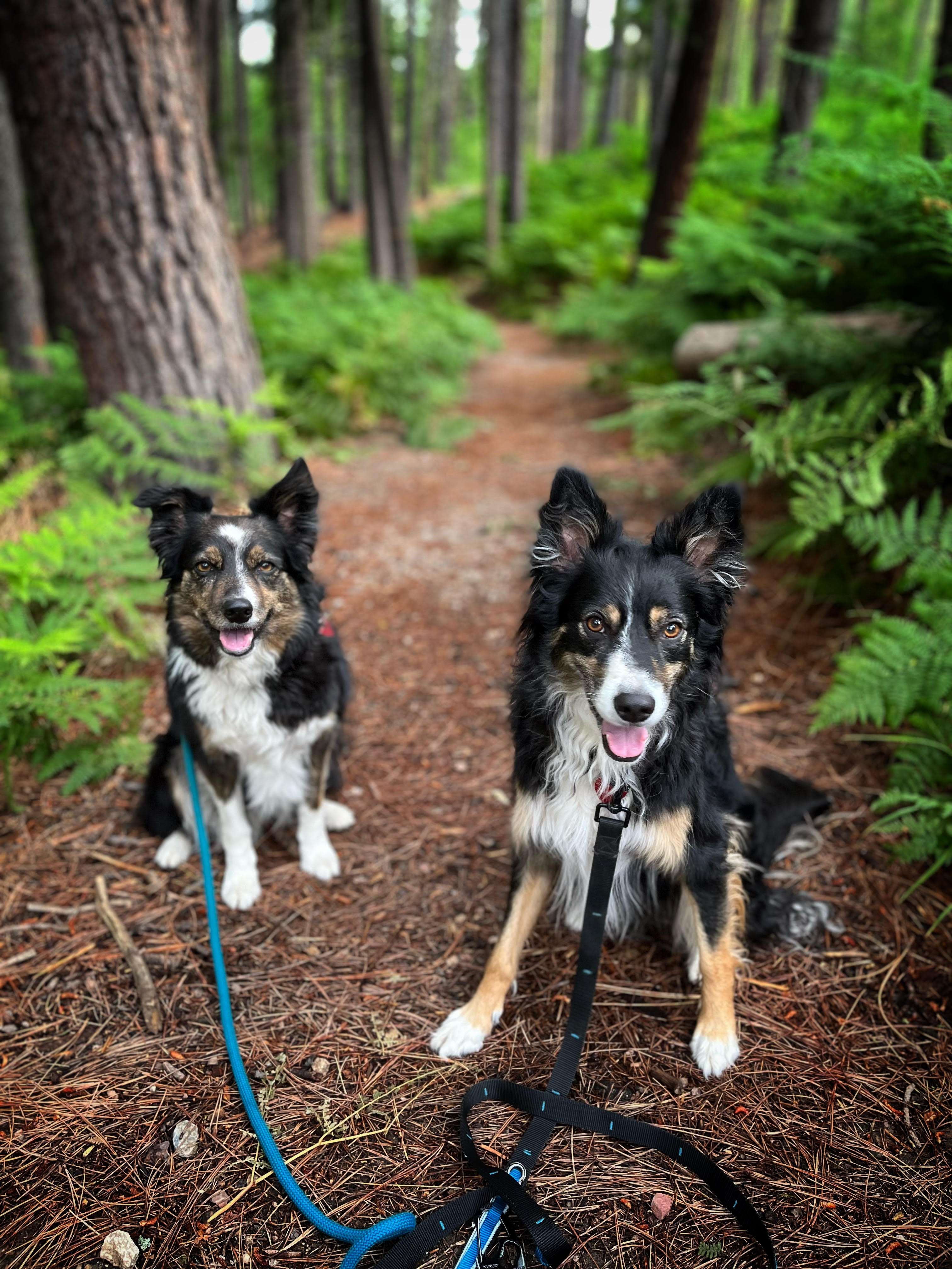 Collies & Cacti – Loving everything outdoors